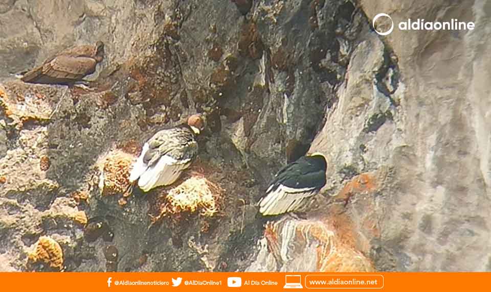 IDENTIFICAN NIDO DE CONDORES EN QUINTICUSIG PERTENECIENTE A CANTÓN ...